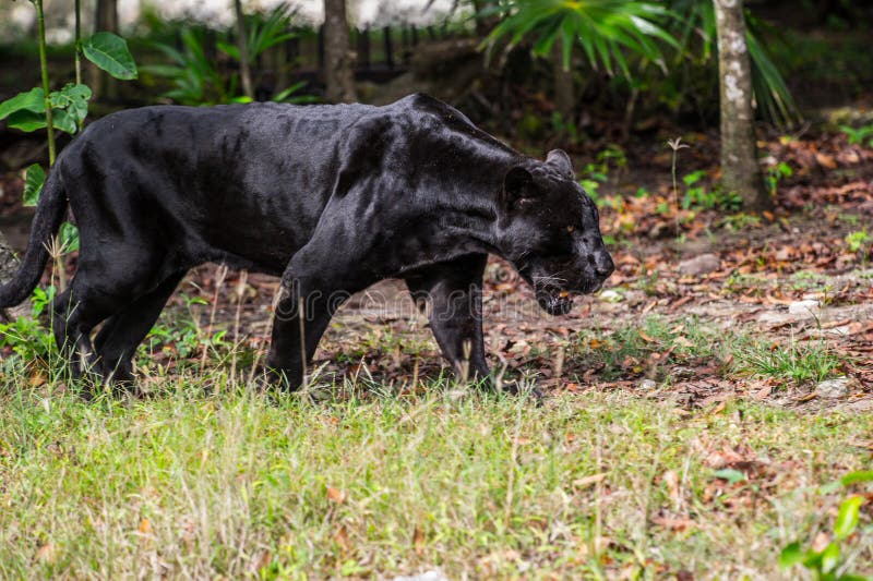Schwarzer Panther stockfoto. Bild von entwicklung, boden - 56668944
