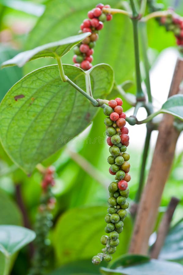 Pfeffermischung stockfoto. Bild von gewürz, pfeffer, rosa - 8883002