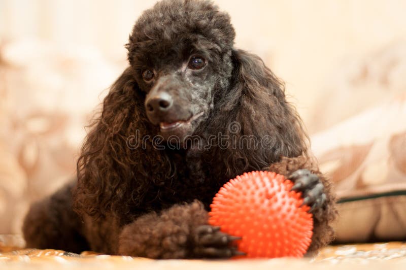 Ein Schwarzer Pudel Ist Mit Einem Roten Ball Stockbild - Bild von pudel ...