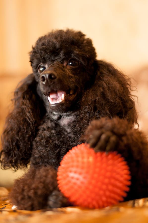 Schwarzer Pudel Ist Mit Einem Roten Ball Stockbild - Bild von haustiere ...