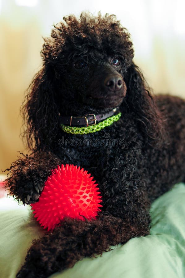 Junge Mit Einem Schwarzen Pudel Stockbild - Bild von liebevoll, haar ...