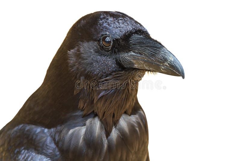 Schwarzer Rabe Auf Blauem Himmel Stockbild - Bild von vögel, flugwesen ...