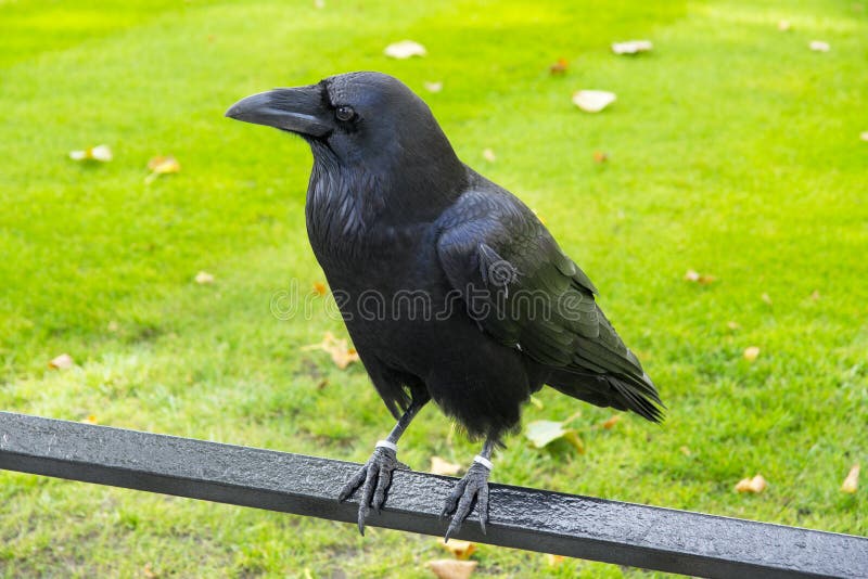 Schwarzer Rabe stockbild. Bild von tier, vogel, rabe - 29118577