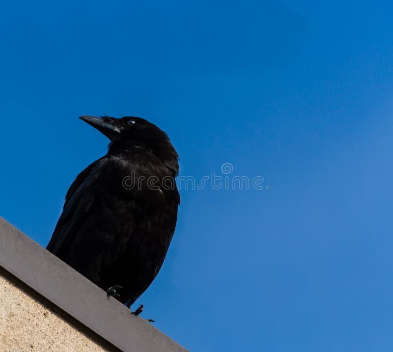 Rabe stockbild. Bild von himmel, leuchte, gefieder, gescheit - 30073919