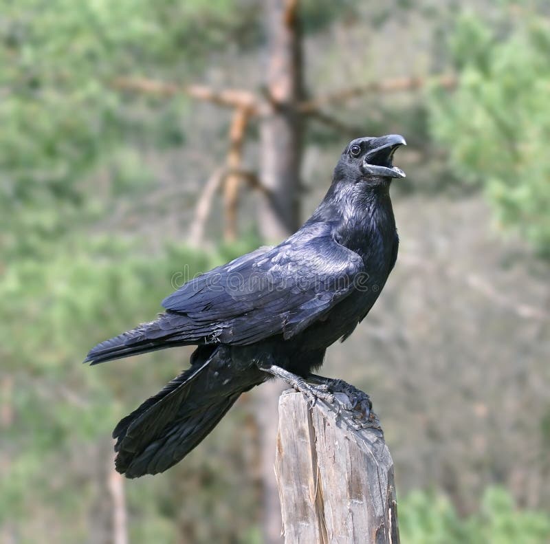 Schwarzer Rabe stockbild. Bild von nave, sonne, gefieder - 5529307