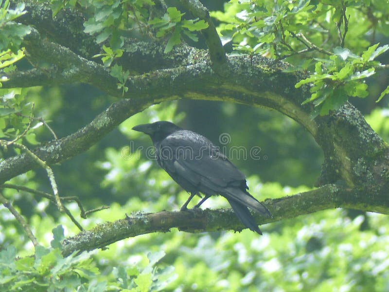 Rabe stockfoto. Bild von grausigkeit, raven, wachsam, krähe - 3510278