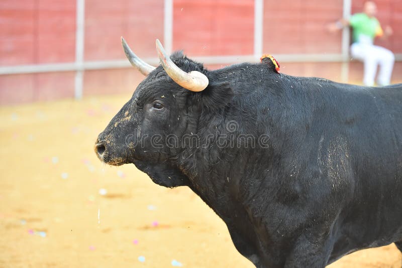 174,773 Stier Fotos - Kostenlose und Royalty-Free Stock-Fotos von ...