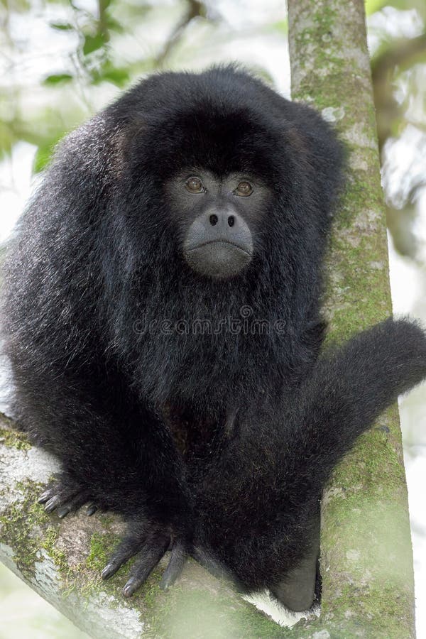 Schwarzer Affe Mit Offenem Mund Mit Dem Großen Zahn, Sitzend Im ...