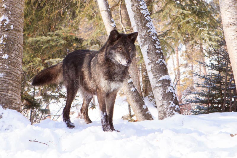 Großer Schwarzer Timberwolf Im Schnee Stockfoto - Bild von opfer, tier: 65639134
