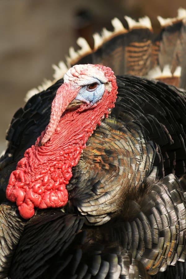 Schwarzer Truthahn stockfoto. Bild von feder, tier, scheitel - 8392326