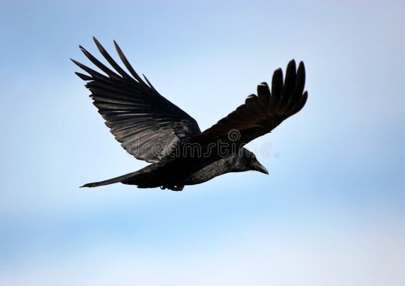 Schwarzer Vogel stockbild. Bild von schnabel, nahaufnahme - 236335