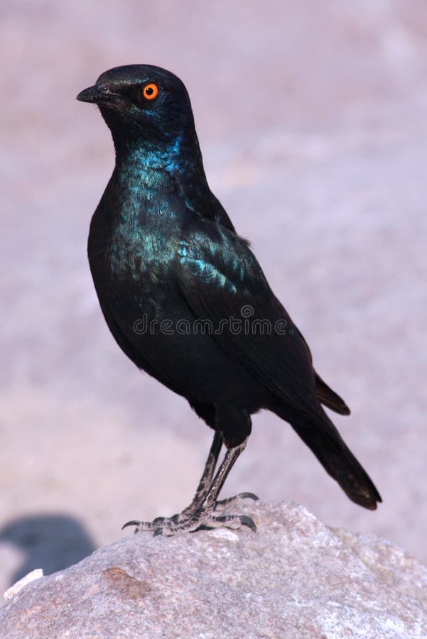Ein Schwarzer Vogel, Der Auf Dem Tafelberg in Kapstadt, Southafica ...