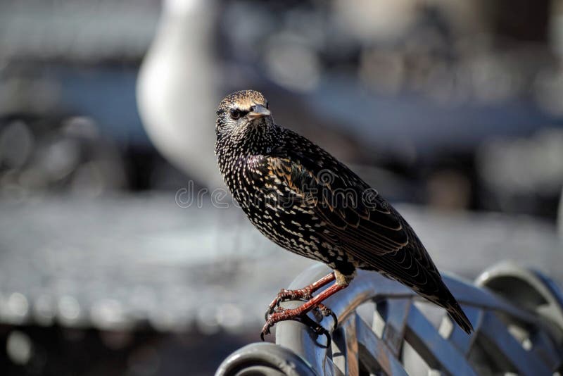 Schwarzer Vogel Stockfotos und Bilder - Laden Sie 16,127 lizenzfreie ...