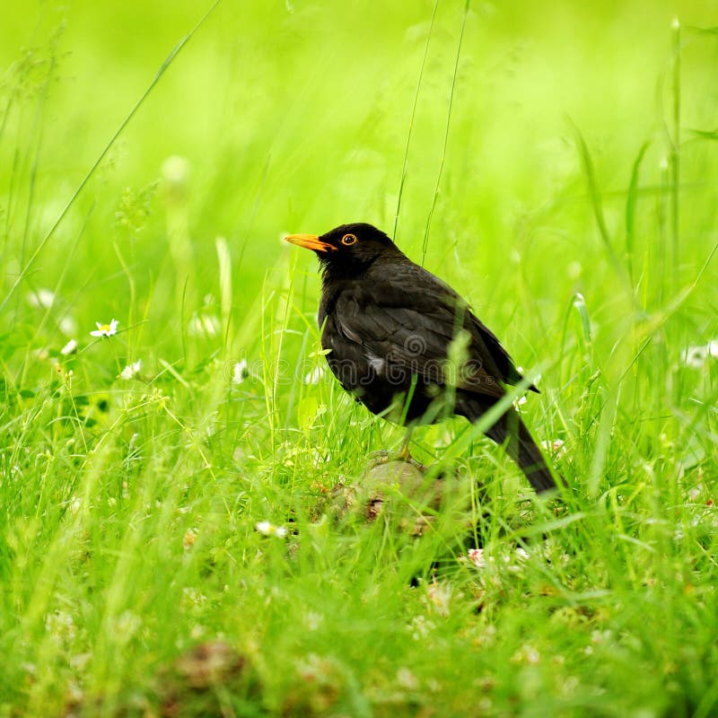 Schwarzer Vogel im Gras stockfoto. Bild von grün, wild - 16943620