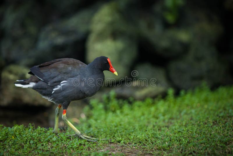 Schwarzer Vogel Mit Einem Roten Schnabel Geht in Den Park Stockbild ...