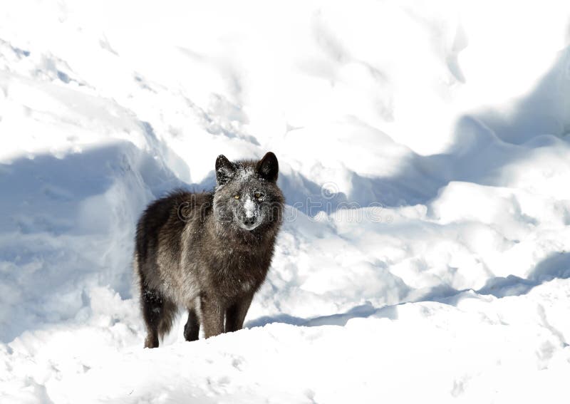 Einziger Schwarzer Wolf, Der Im Winter in Kanada Geht Stockfoto - Bild von park, warnung: 185779858