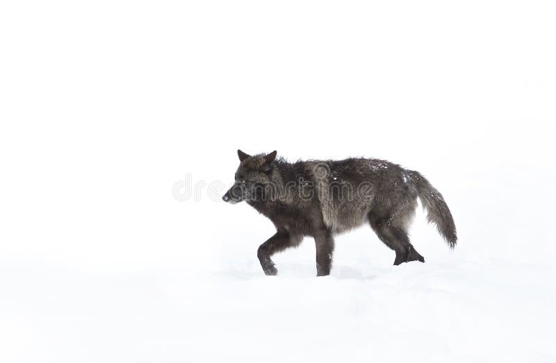 Schwarzer Wolf, Der in Den Schnee Geht Stockbild - Bild von augen, tier: 87356185