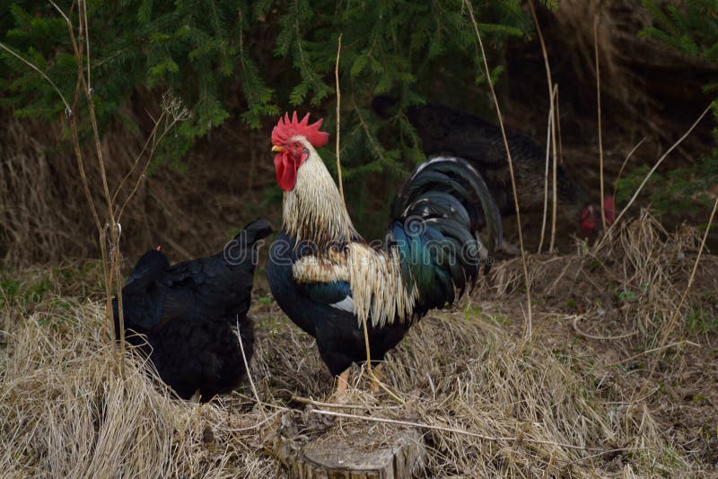 Schwarzes Huhn Und Bunter Hahn Stockbild - Bild von hühner ...