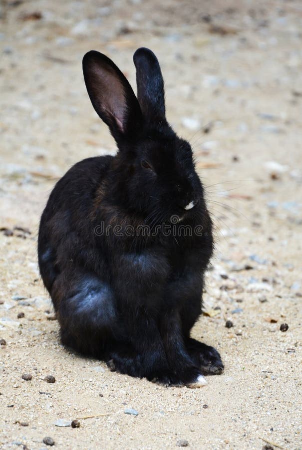 Schwarzes Kaninchen stockbild. Bild von bauernhof, hintergrund - 43992821