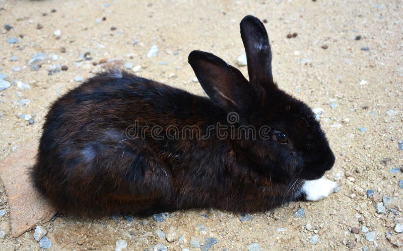 Schwarzes Kaninchen stockbild. Bild von bauernhof, hintergrund - 43992821