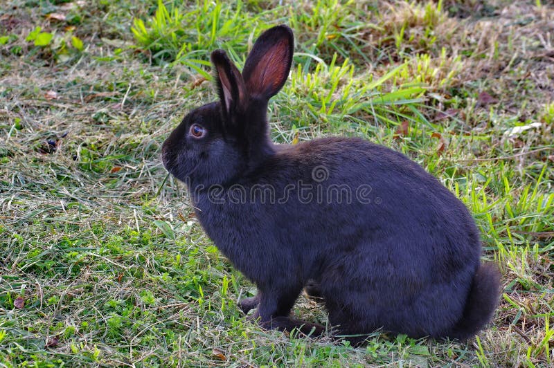 Schwarzes Kaninchen stockbild. Bild von frei, umgebung - 63516021