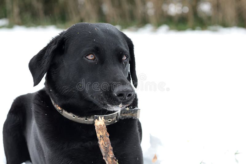 Schwarzes Labrador, Das Mit Einem Stock Spielt Stockfoto - Bild von ...