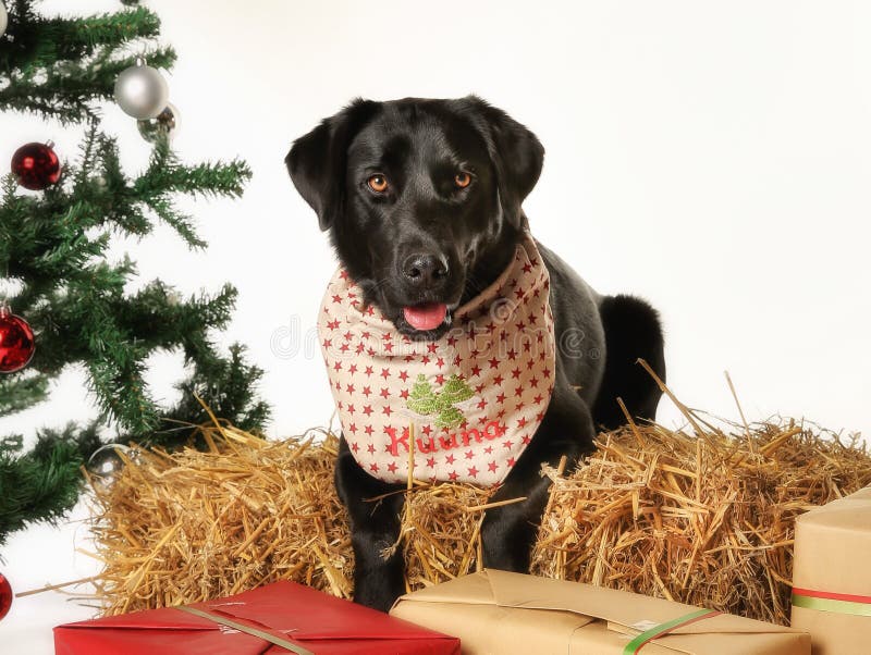 Schwarzes Labrador in Der Weihnachtseinstellung Stockbild - Bild von ...