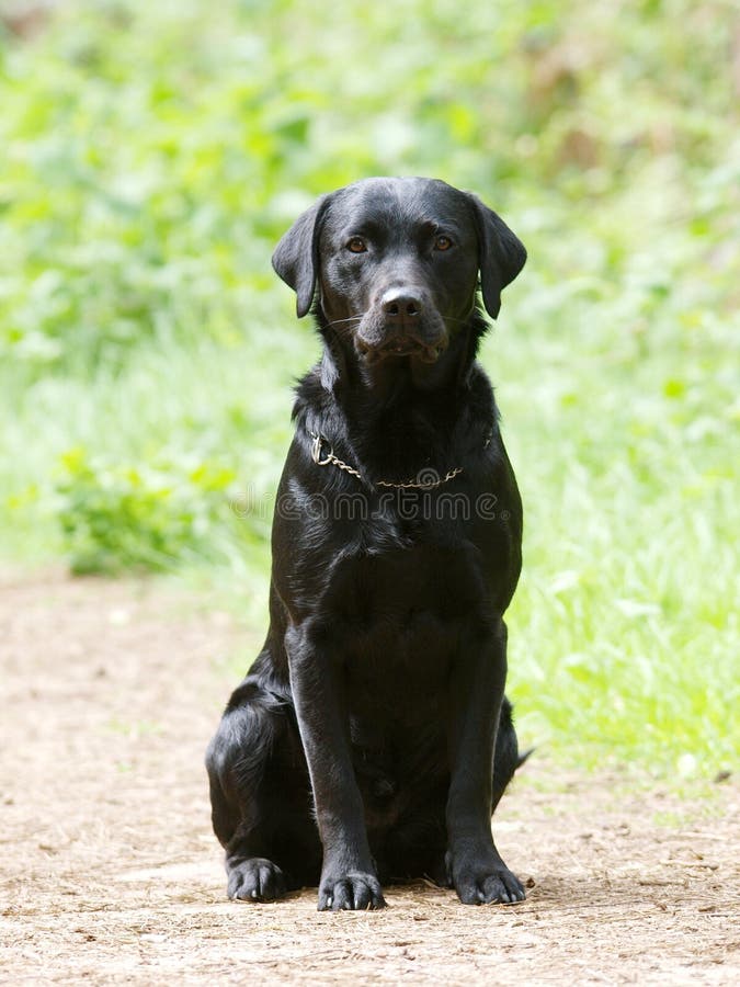 Schwarzes Labrador stockbild. Bild von treu, funktion - 208887695