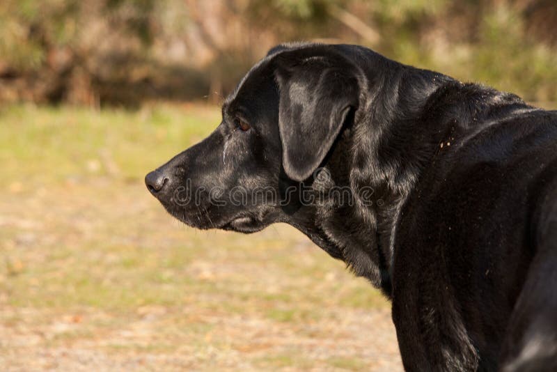 Schwarzes Labrador Retriever Stockfoto - Bild von brut, labrador: 135461818