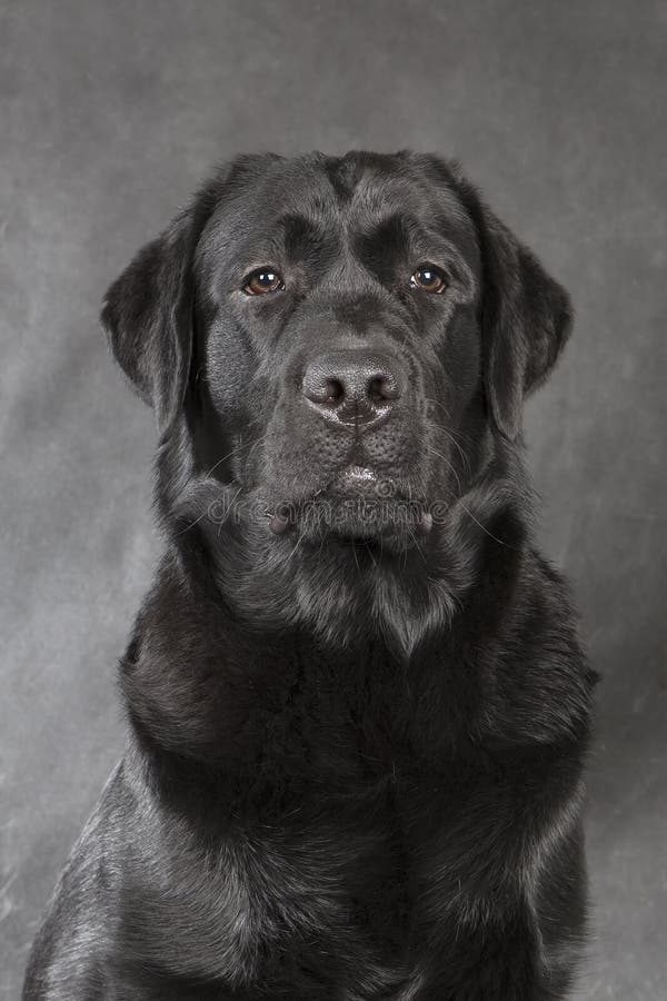 Schwarzes Labrador Retriever Stockbild - Bild von freude, inländisch ...