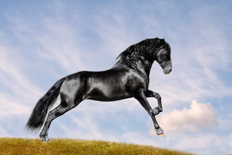 Rappe springt stockbild. Bild von feld, pferd, schritt - 33846517