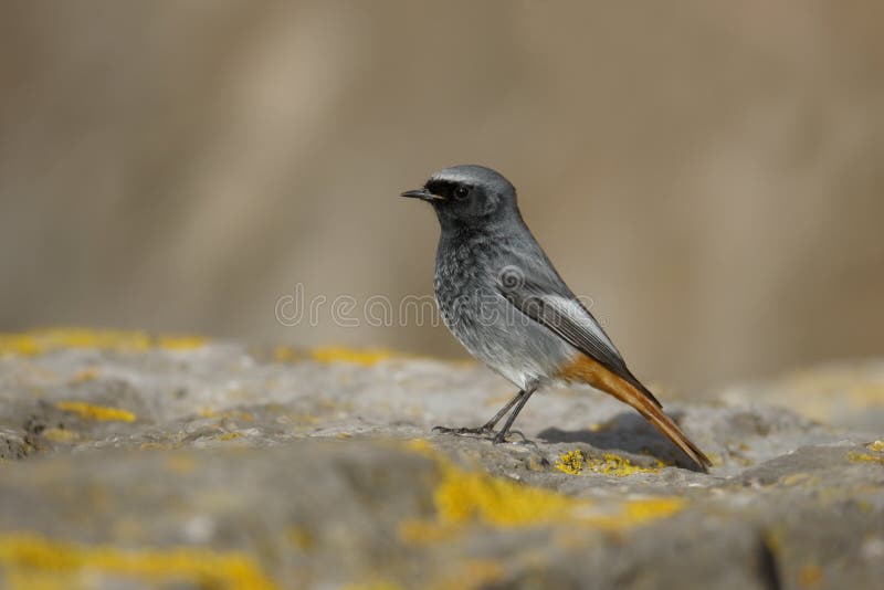 Schwarzes Redstart, Phoenicurus Ochruros Stockfoto - Bild von anfang ...