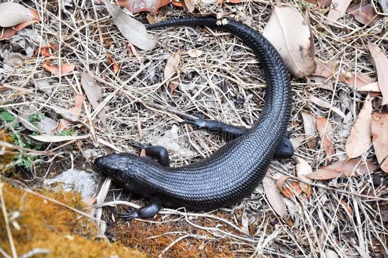 Schwarzes Skink: West-Australien Stockfoto - Bild von wild, blätter ...
