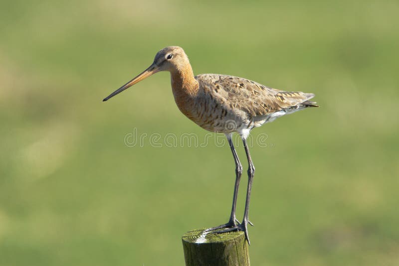 Schwarzschwanzige Schnepfe stockfoto. Bild von schnabel - 8663574