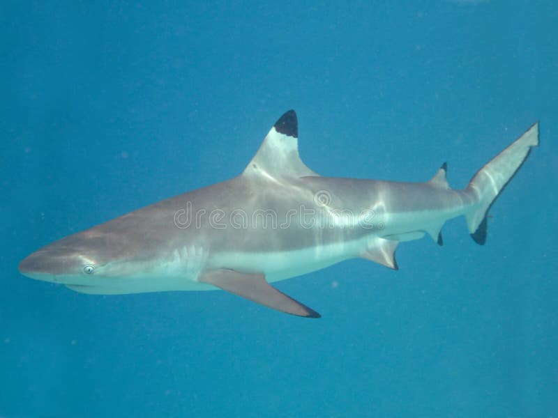 Schwarzspitzen-Riffhai stockfoto. Bild von raub, marinesoldat - 38902896