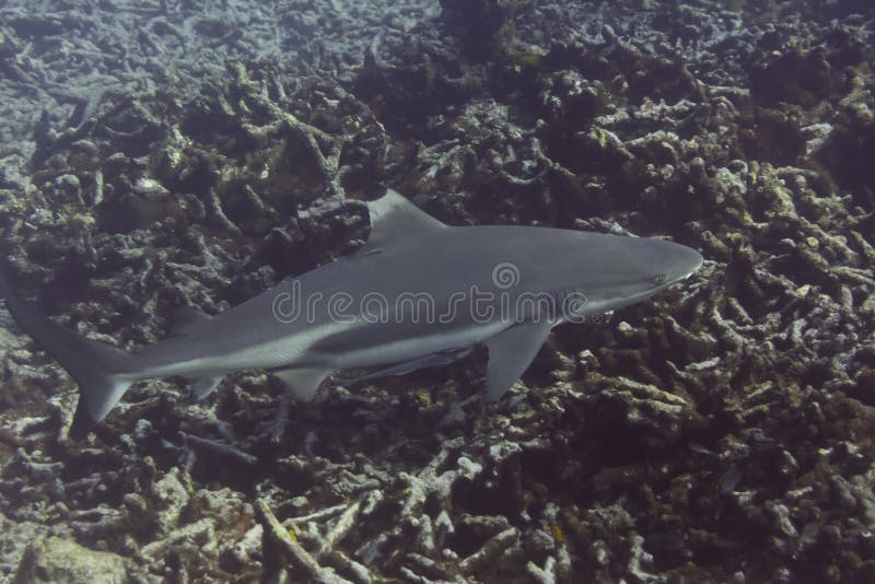 Schwarzspitzen-Riffhai (Carcharhinus Melanopterus) Stockfoto - Bild von ...