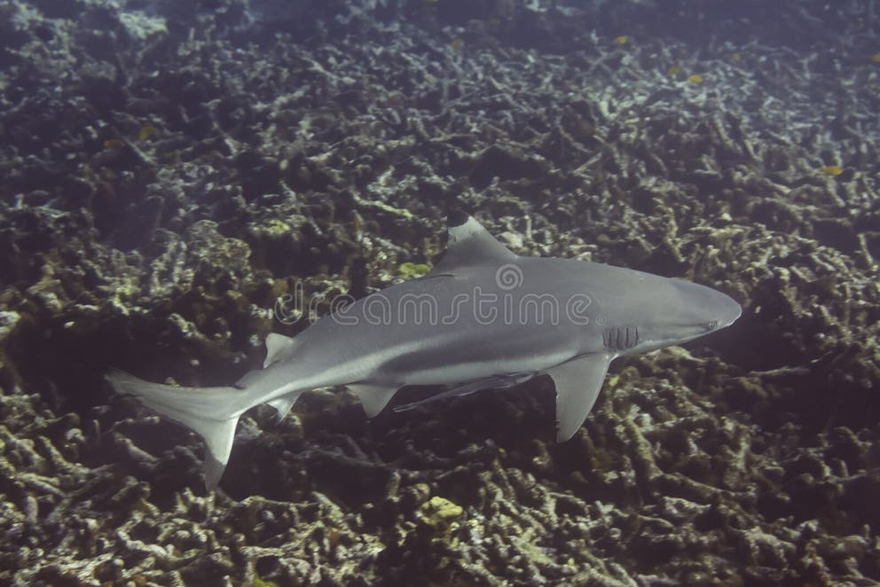 Schwarzspitzen-Riffhai (Carcharhinus Melanopterus) Stockfoto - Bild von ...