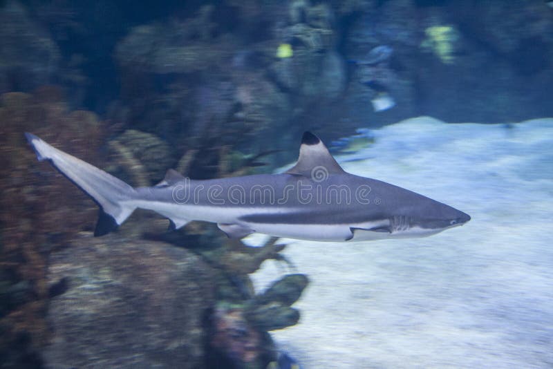 Schwarzspitzen-Riffhai - Carcharhinus Melanopterus- Seefisch Stockbild ...