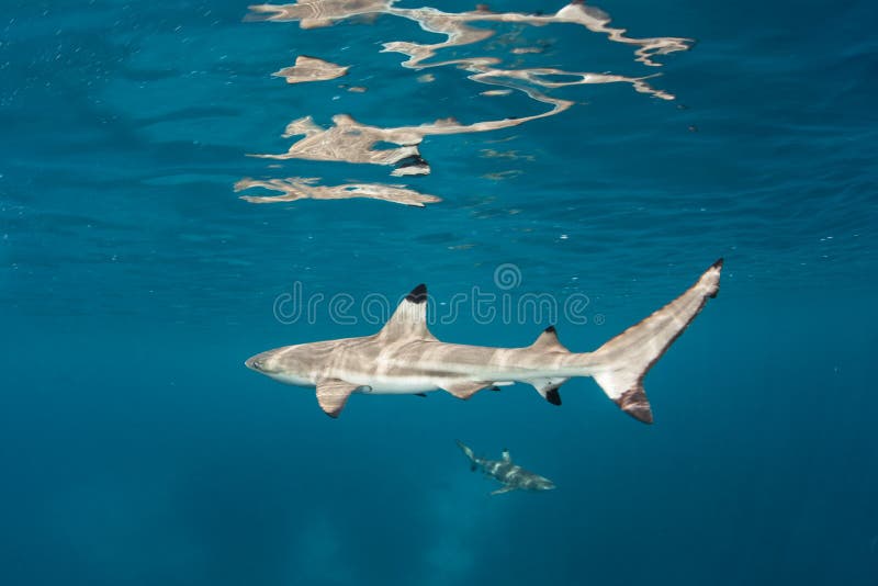 Schwarzspitzen-Riffhaie in Solomon Islands Stockbild - Bild von zerfall ...