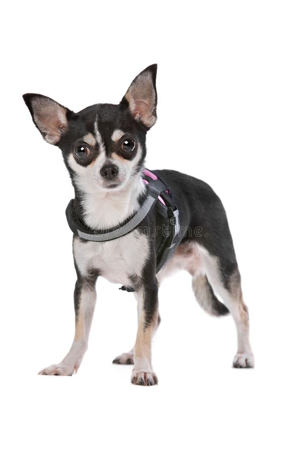 Weiße Chihuahua stockfoto. Bild von tiere, studio, wirbeltier - 25682300