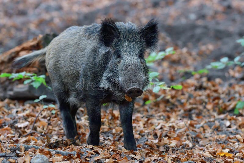 Wild Boar Foraging in Autumn Forest Stock Photo - Image of foliage ...