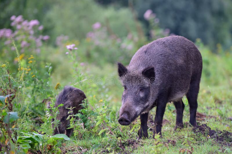 Wild Boar Female Stands in Summer Forest and Looks Attentively Stock ...