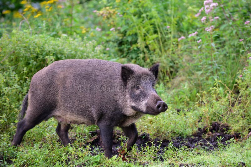 Wild Boar Female Stands in Summer Forest and Looks Attentively Stock ...