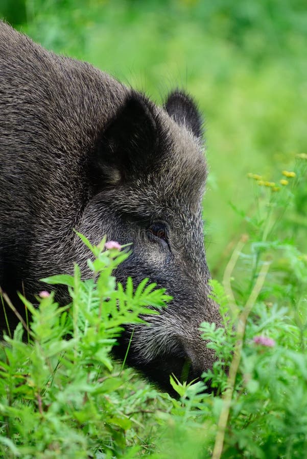 Wild Boar Female Stands in Summer Forest and Looks for Food Stock Image ...