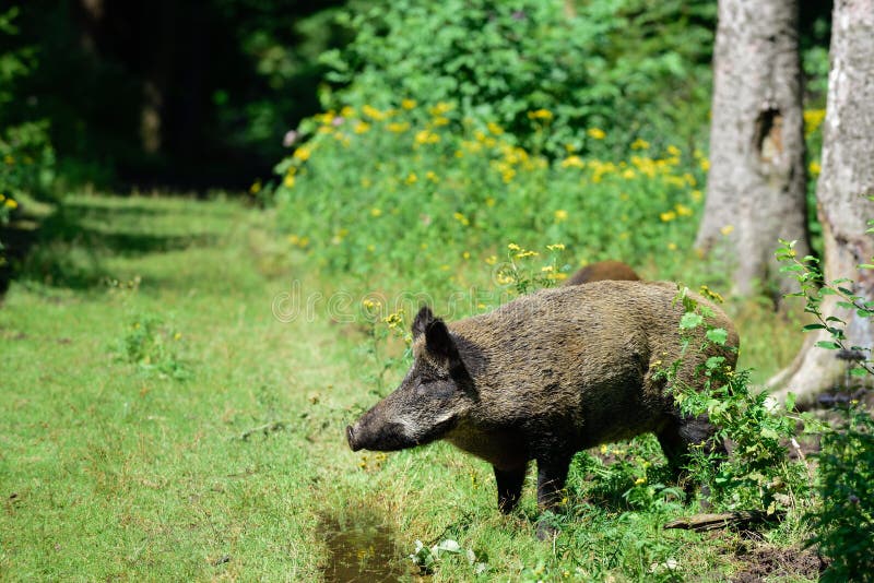 Wild Boar Female Standing on a Forest Path with Young Animals Stock ...