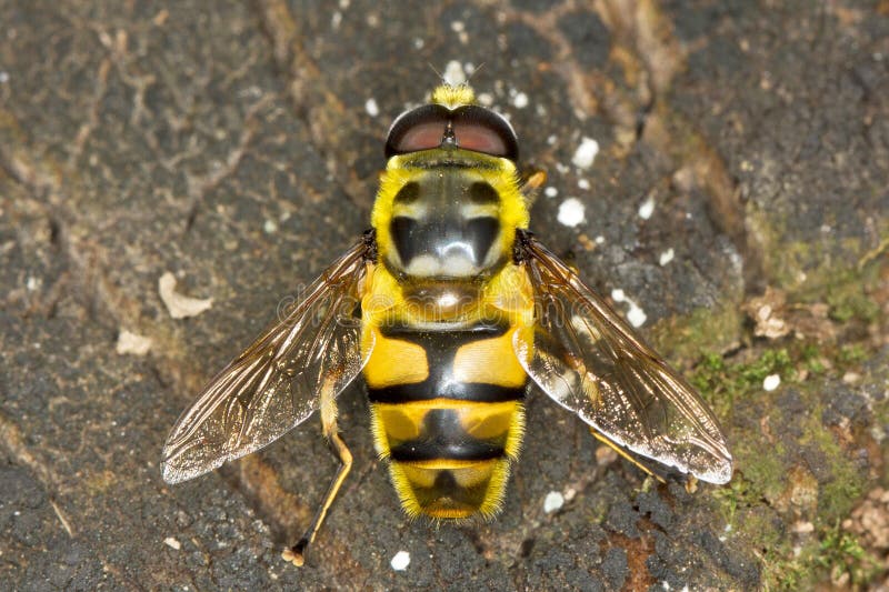 Gestreifte Fliege Syrphidae - Nektar Von Der Pfingstrose Im Garten ...