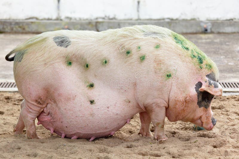 Schwein stockfoto. Bild von bauernhof, fett, pink, welpe - 23213442