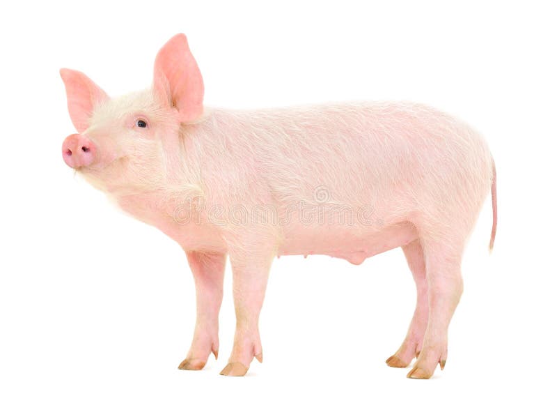 Schwein auf Weiß stockfoto. Bild von inländisch, landwirtschaft - 27209682