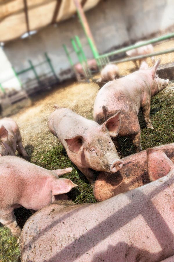 Schmutzige Schweine Im Schlamm Stockfoto - Bild von schweinefleisch ...