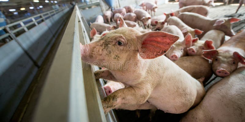 Die Schweinfabriklandwirtschaft Ist Eine Teilmenge Schweinezucht Und ...